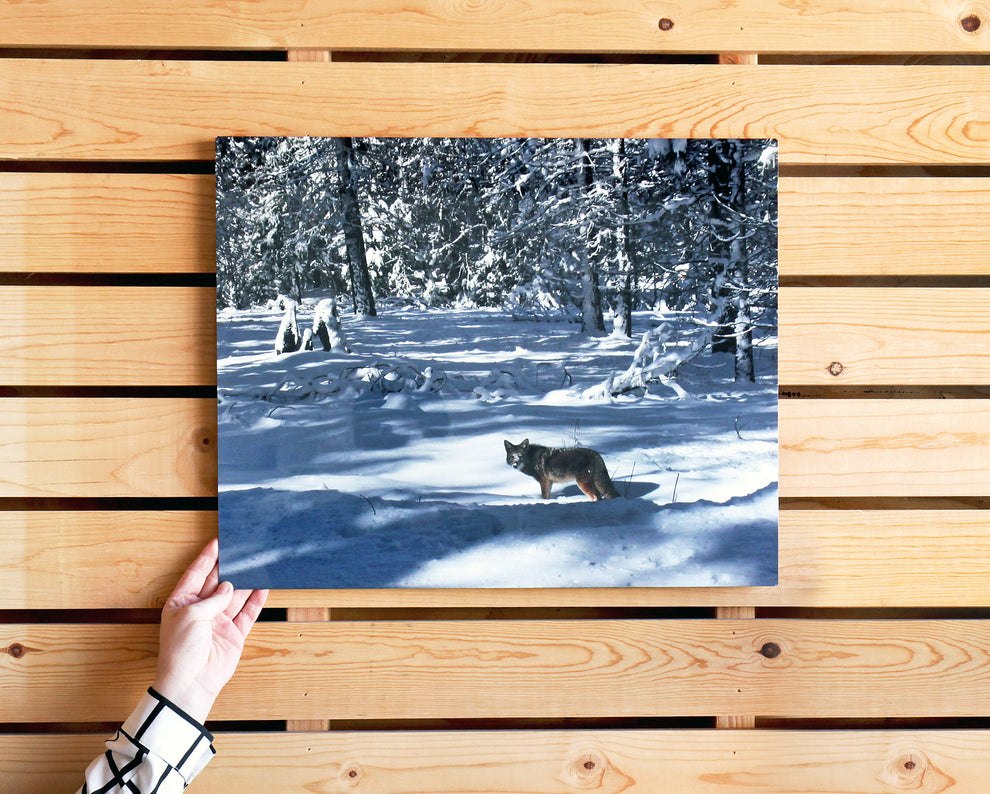 Metal Prints | Your Photos, Perfectly Printed On High Quality Aluminum ...